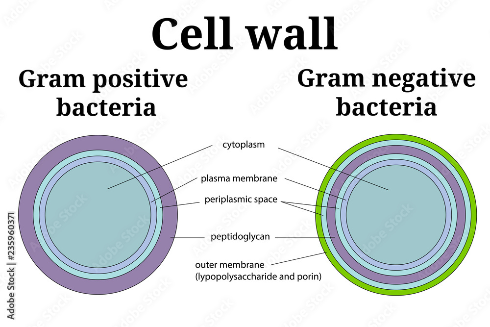 Vecteur Stock Bacteria cell wall illustration. Gram positive and gram negative cell wall ...