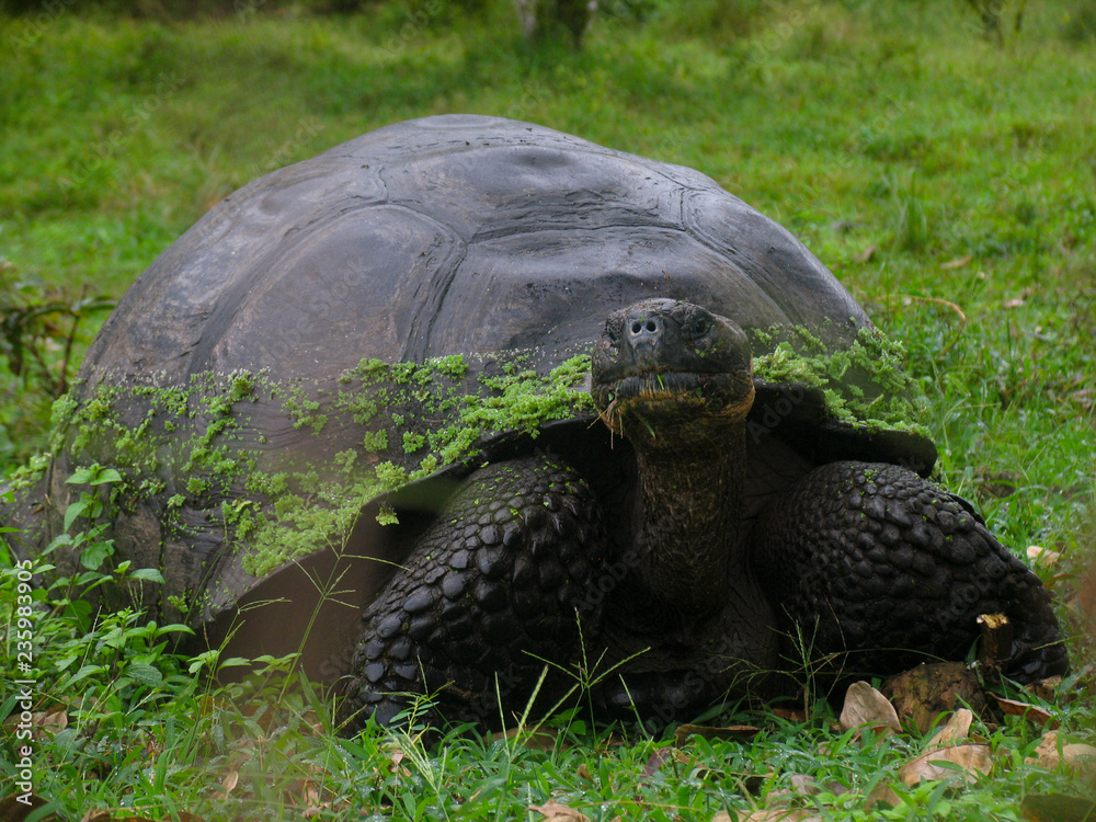 Giant Tortoise in the tall grass of Santa Cruz Island, Galapagos ...