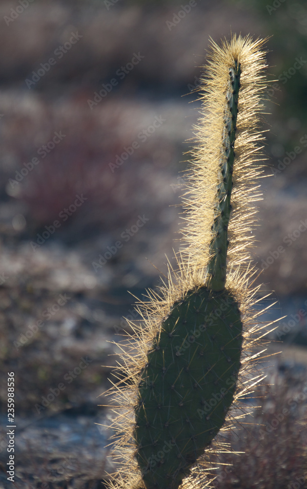 Cactus backlit by the sun on the Galapagos Island of San Salvador Stock ...
