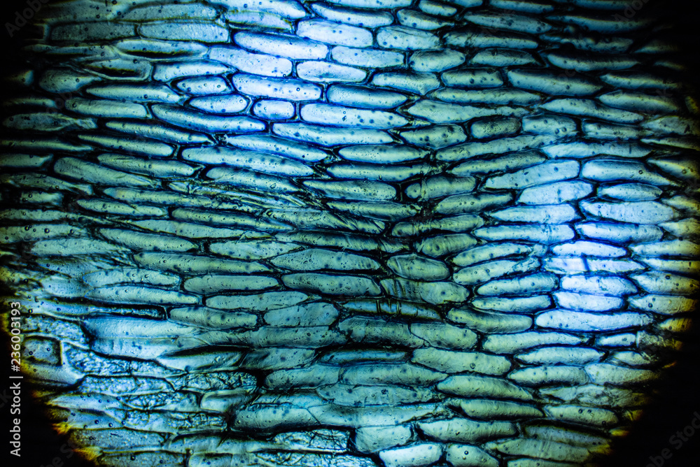 Onion Cells Microscope