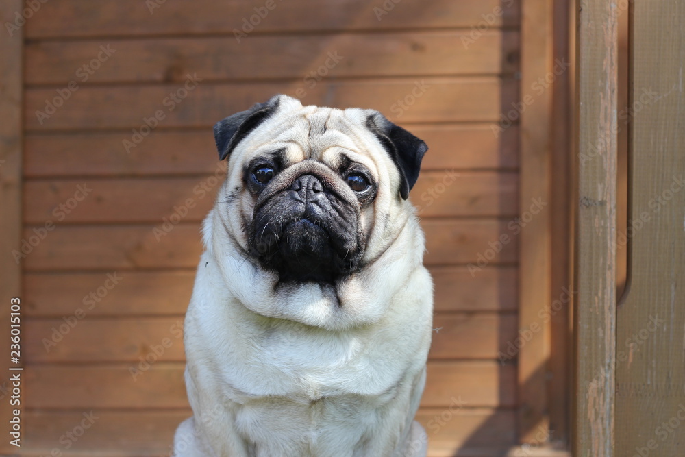 Fenrir the pug #7 Stock Photo | Adobe Stock