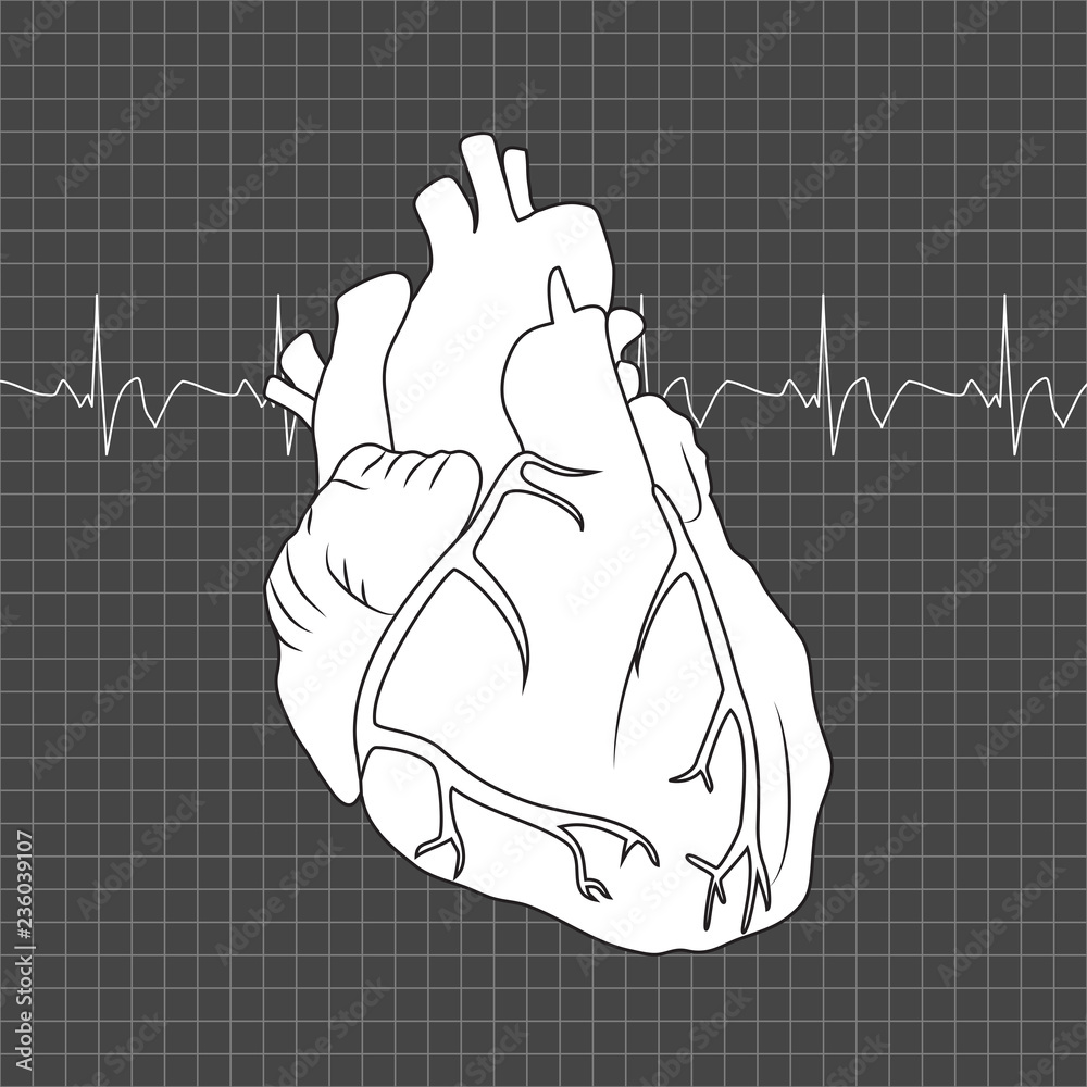 Human heart. Anatomy flat illustration. Outline image, dark gray ...