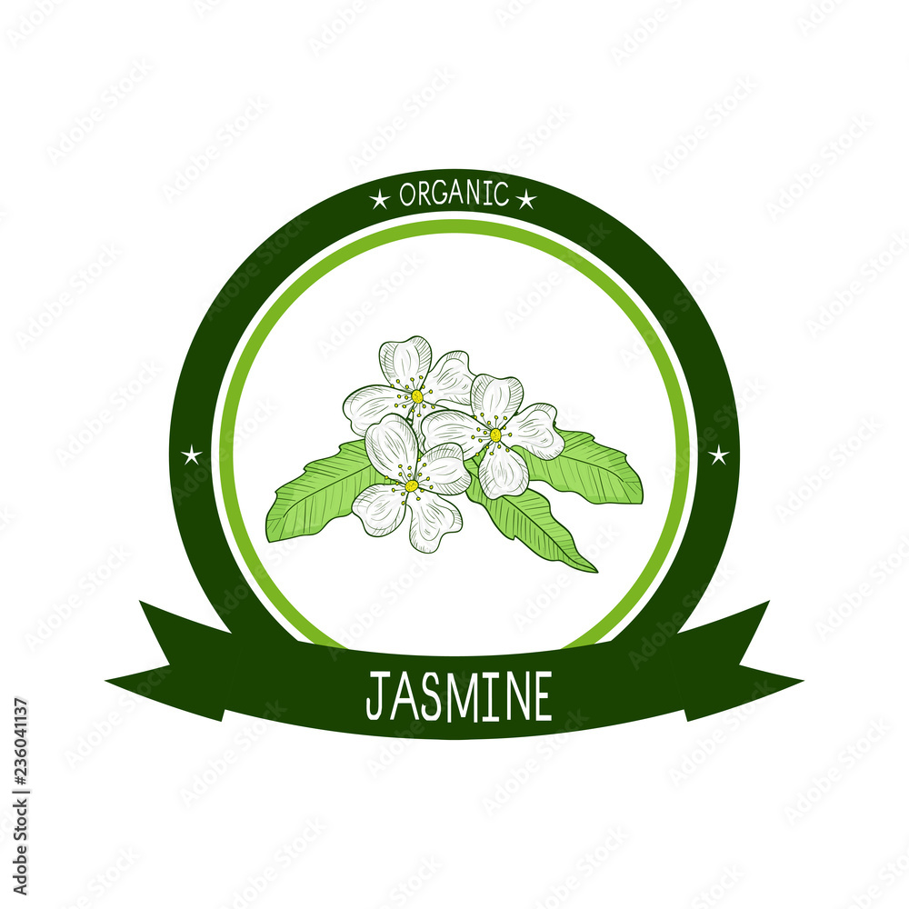 Jasmine. Flower, leaf. Sketch. Logo, sticker, emblem Stock Vector ...