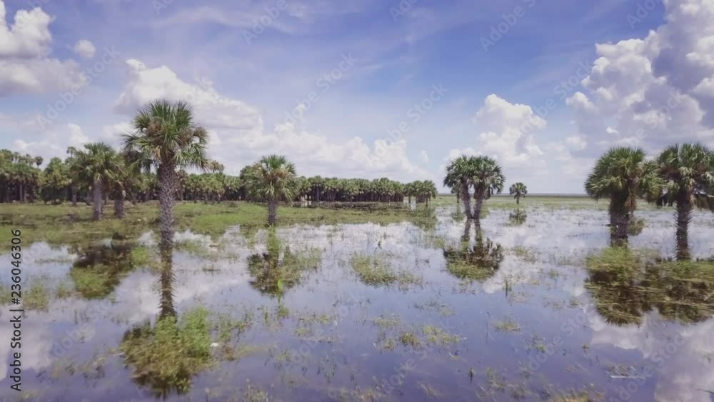 Vidéo Stock Flight through and over palm trees in Florida swamp to ...