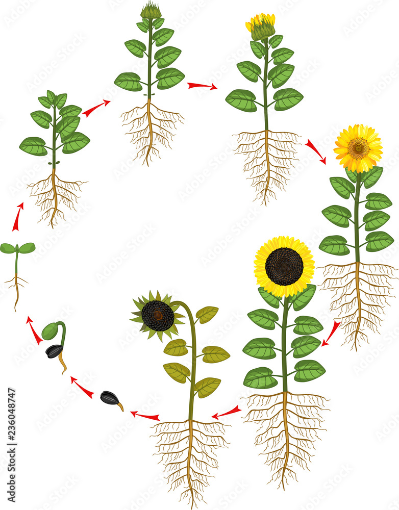 Sunflower life cycle. Growth stages from seed to flowering and fruit ...