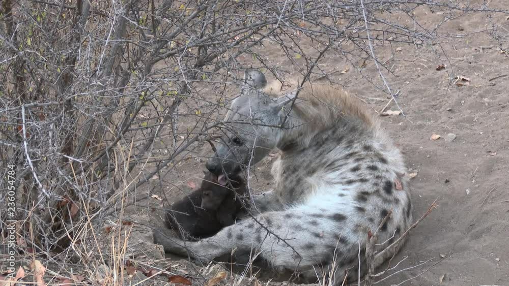 Spotted Hyena (Crocuta crocuta) female licking her cub near den, Kruger ...