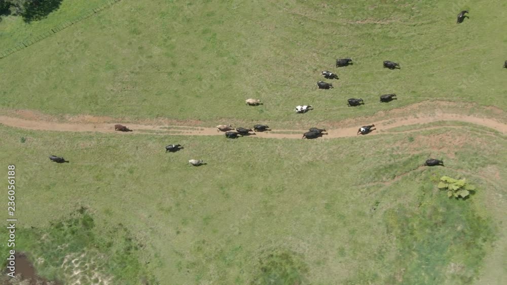 Areal footage over a heard of cows scattered on a field and running to ...