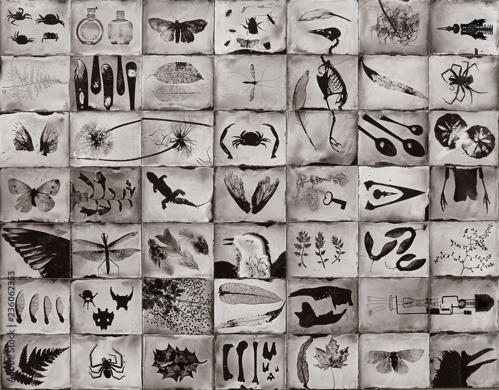 Fine art photogram images of natural and man made objects Stock Photo ...