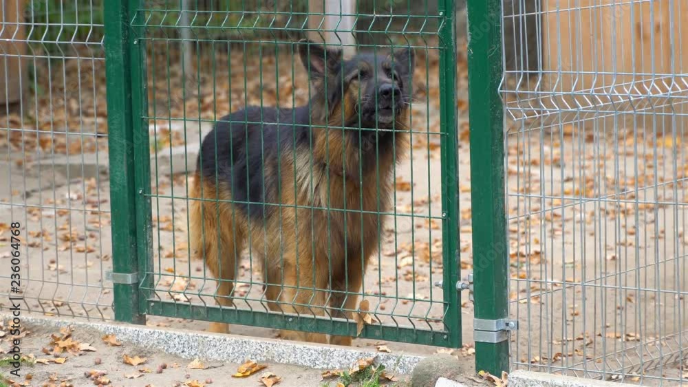A barking, angry, big, brown and dangerous dog walks behind a fence ...