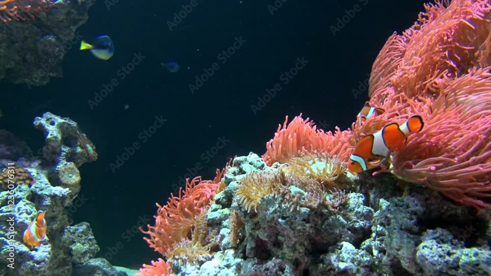 Clown anemone fish, pallette surgeon fish, swallowtail seaperch and ...