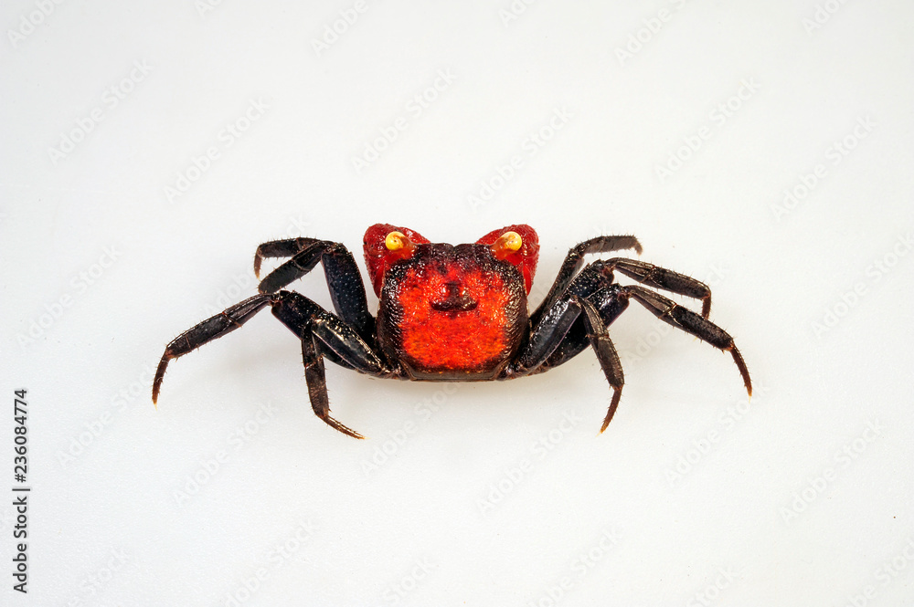 Rote Vampirkrabbe Red Devil (Geosesarma vampir) - vampire crab Red ...