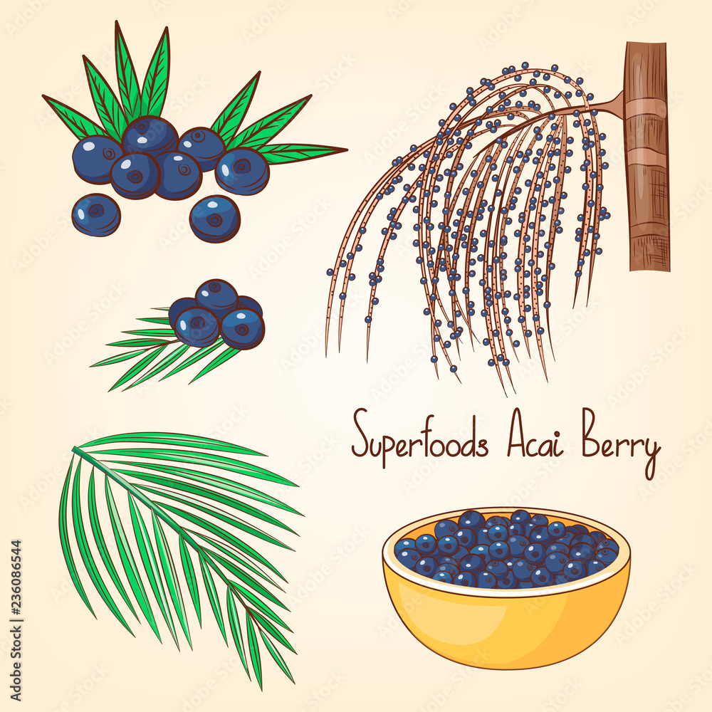 Acai berries set with tree and leaves. Superfoods collection. Hand ...