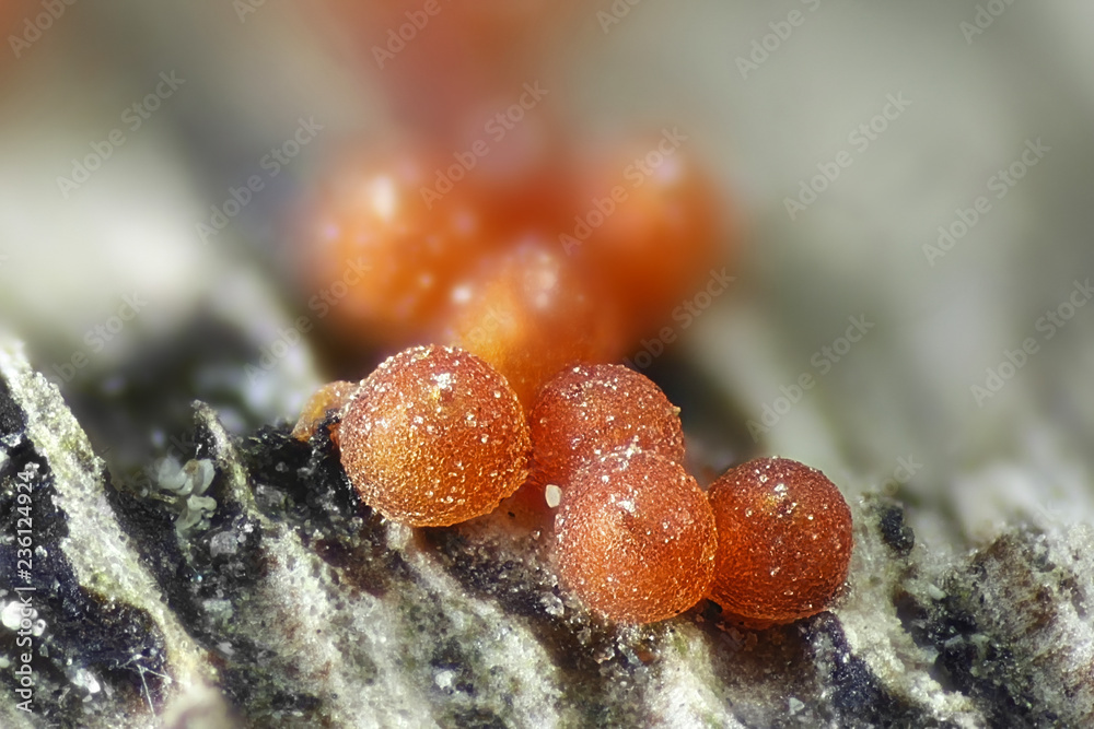 Nectria peziza, known as yellow spot fungus, a microscope image Stock ...