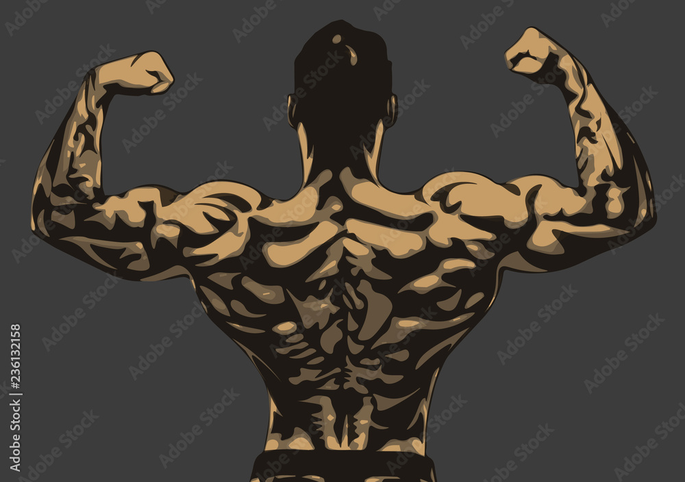 Muscles. Vector illustration. Stock Vector | Adobe Stock