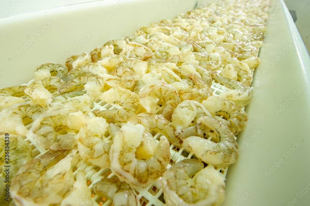 White shrimps or Litopenaeus vannamei fresh from farm in Food ...
