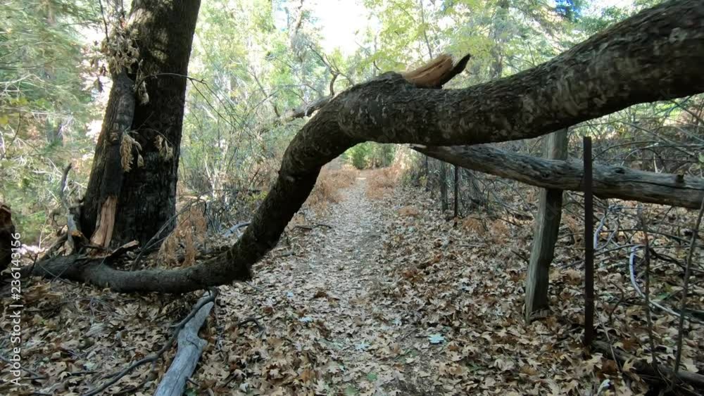 Slowly walking through a forest on a small hiking trail located in the ...