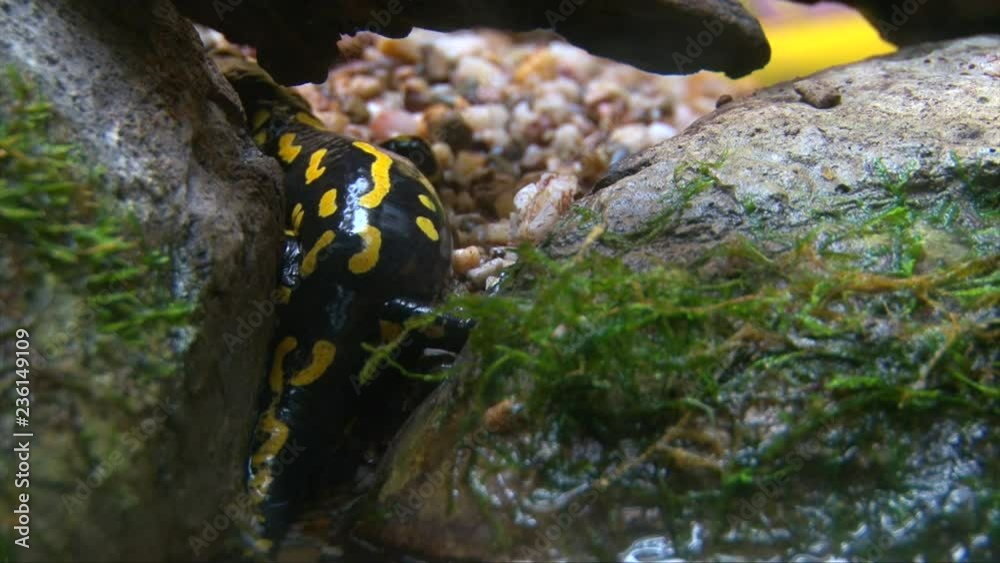 Common fire salamader blending in with its surroundings of large rocks ...