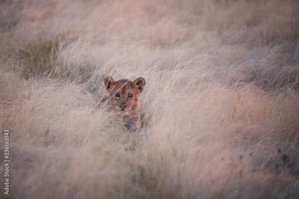 Hidden Lion In The Grass