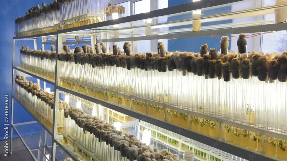 Laboratory of microclonal reproduction. "In vitro" micro-breeding ...