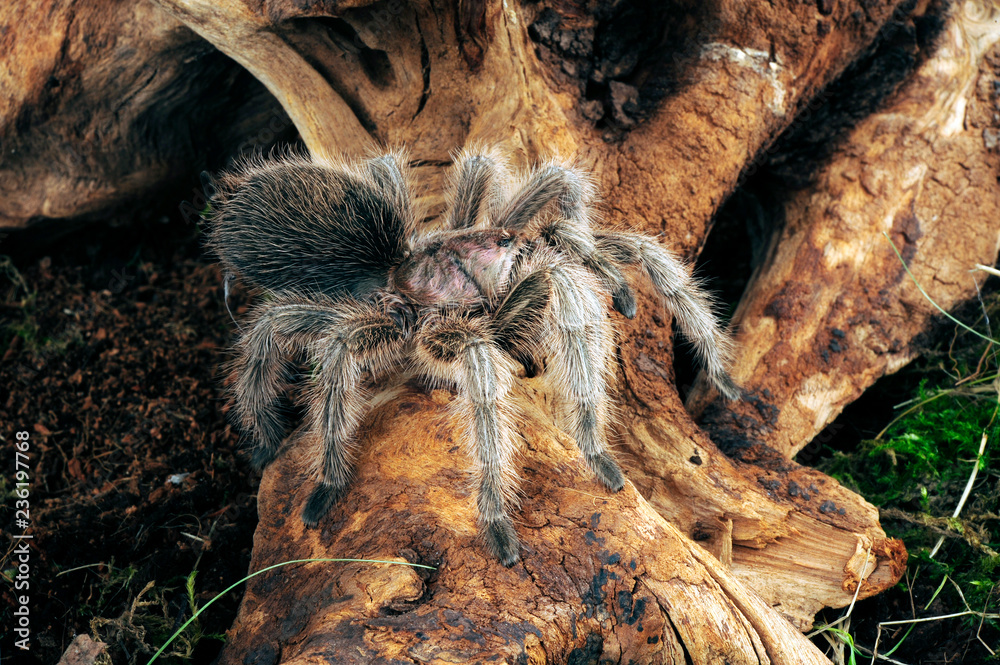 tropische Vogelspinne (Grammostola sp. north") - tarantula Stock Photo ...