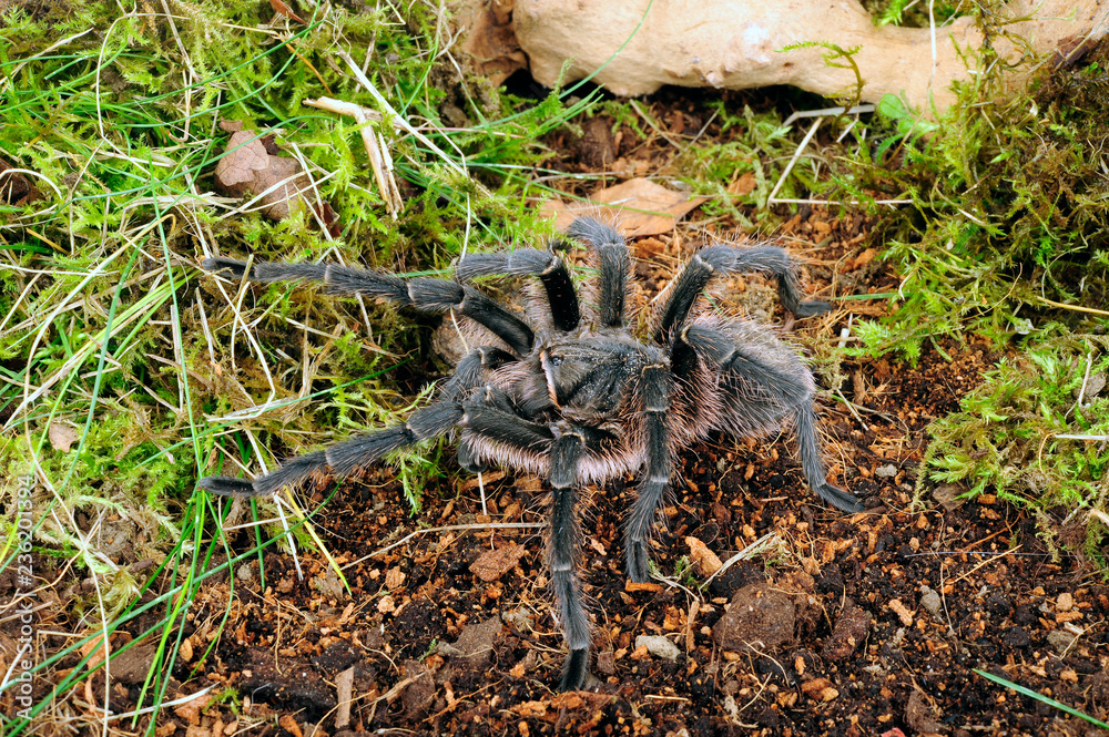 südamerikanische Vogelspinne / Männchen (Grammostola vachoni) - south ...