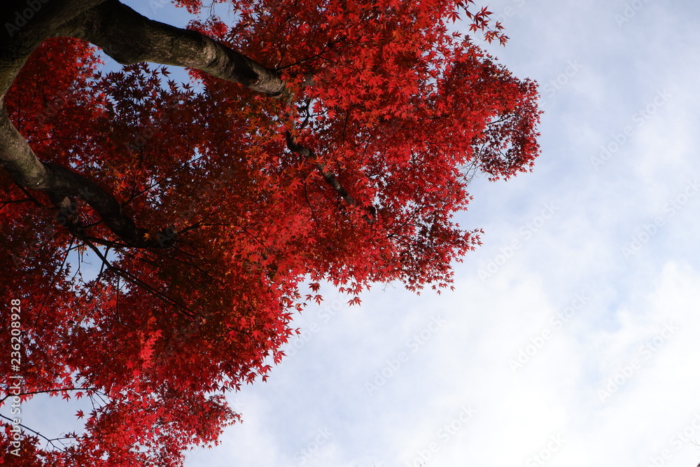 "Hibiya Park" in Tokyo, Japan. Red leaves, Fall, Autumn Stock Photo ...