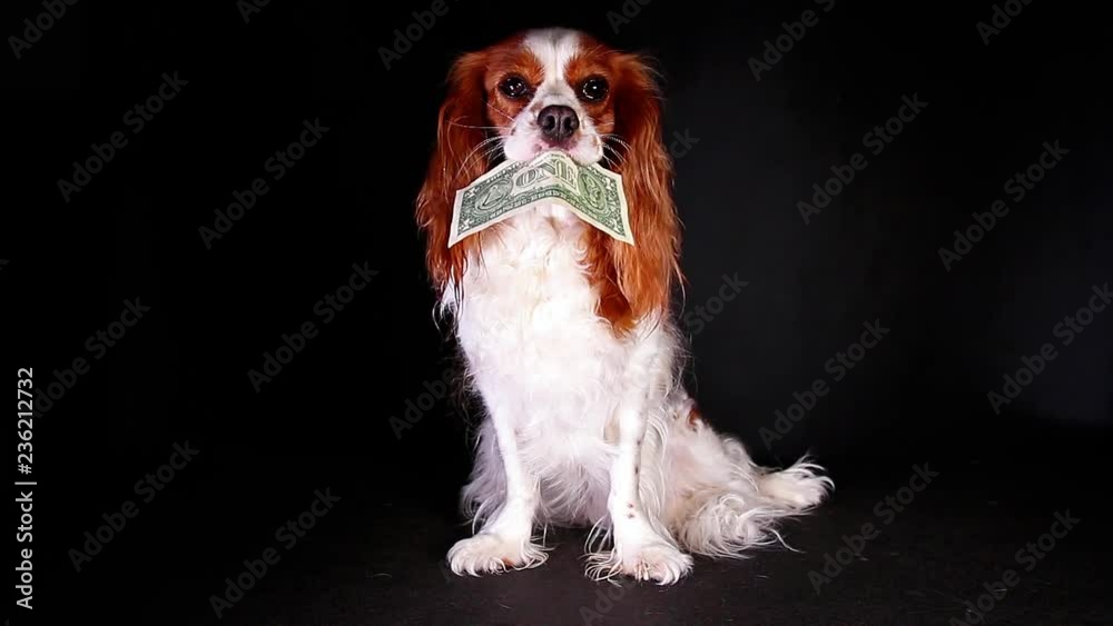 Dog animal pet holding one dollar bill american money Stock ビデオ | Adobe ...