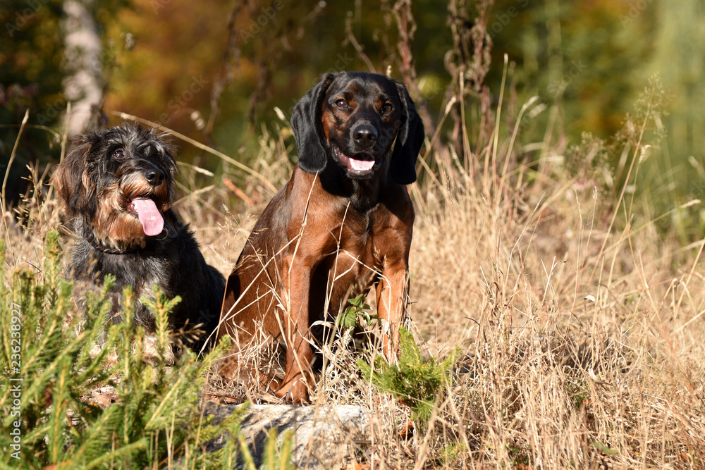 Bayerischer Gebirgsschweißhund und Zwerg-Rauhaardackel Stock Photo ...
