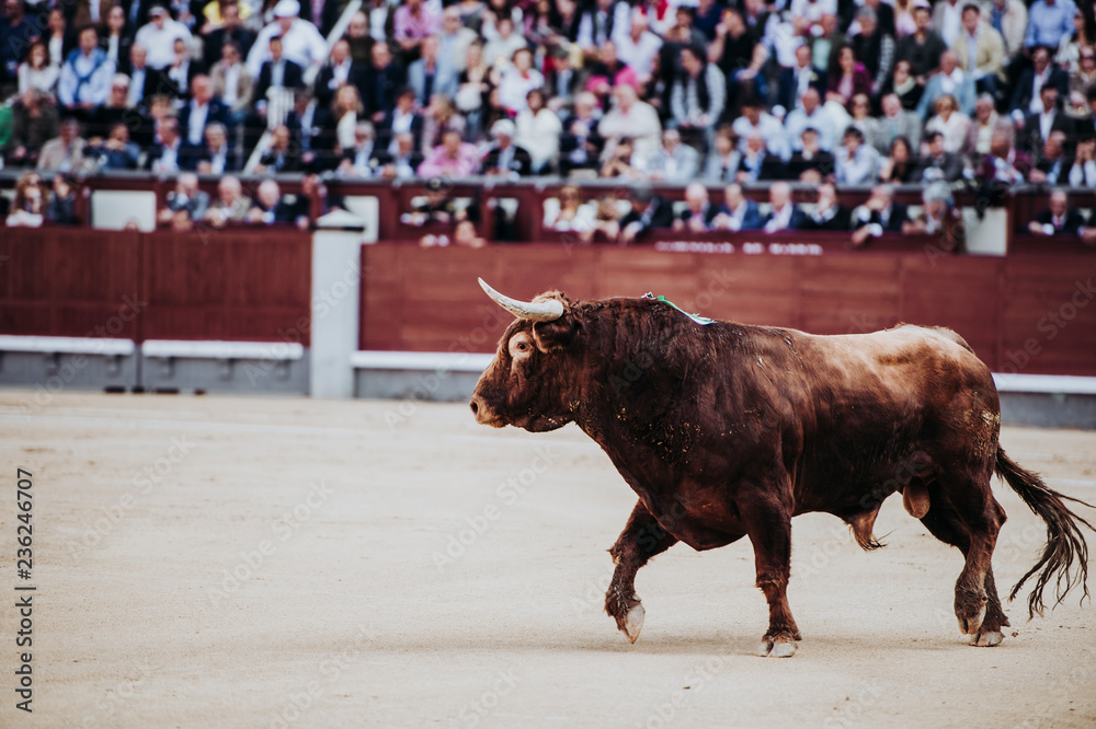 Fighting bull running in the arena. Bullring. Toro bravo Stock Photo ...
