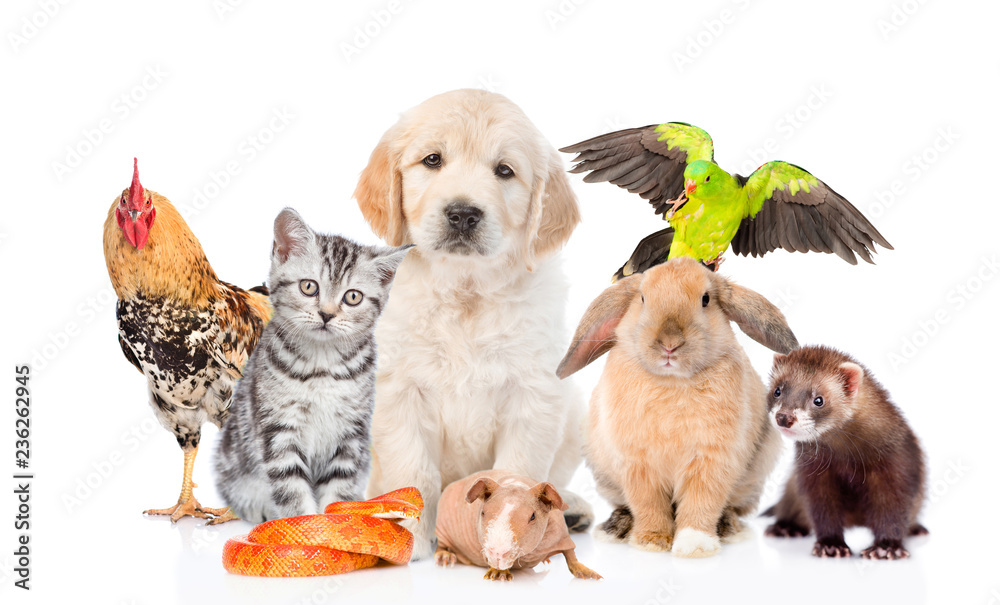 Group of pets together in front view. Isolated on white background ...