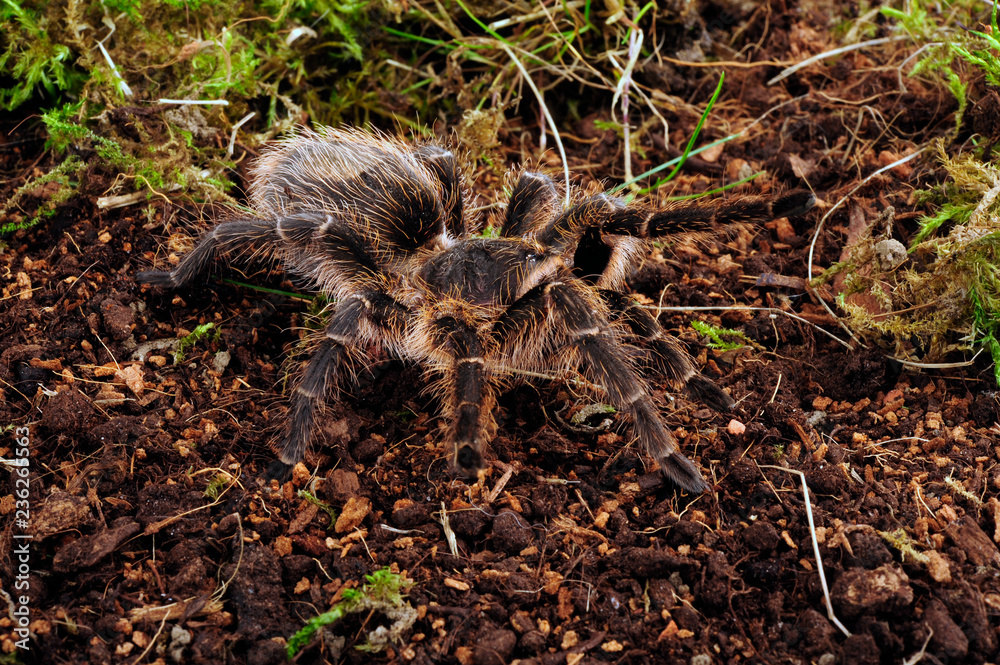 südamerikanische Vogelspinne / Weibchen (Grammostola vachoni) - south ...