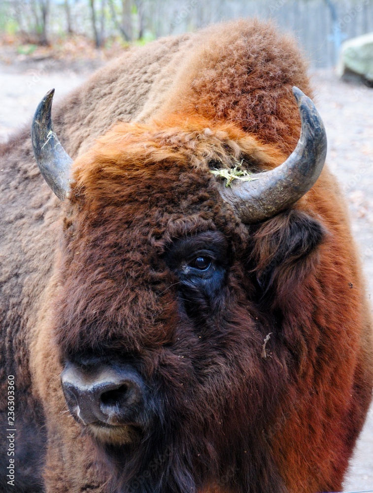 The European bison (Bison bonasus), aka wisent or the European wood ...