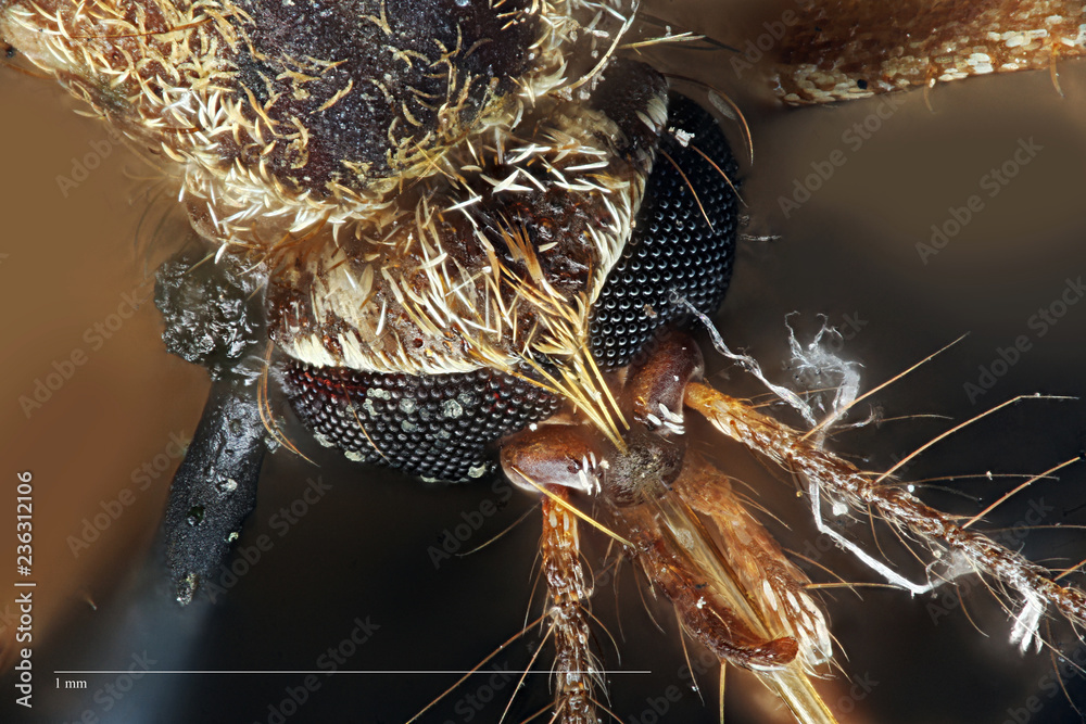 No Label 2 mosquito 20x dorsal scale Stock Photo | Adobe Stock