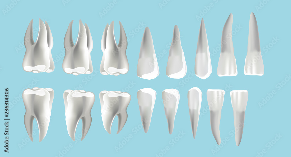 location and order of human teeth, types of dentist numbering Stock ...