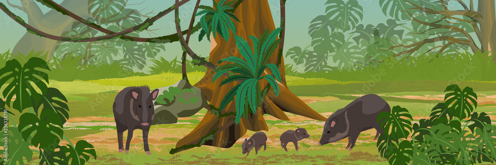 Peccary family in the jungle. A tropical forest. Rainforests of ...