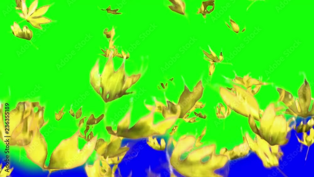 Real falling maple leaves transition, 10x slow motion, yellow leaves ...
