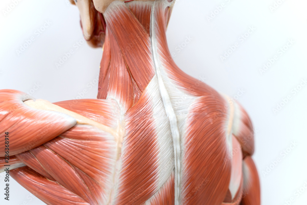 Muscles of neck and back model for physiology education. Stock Photo ...