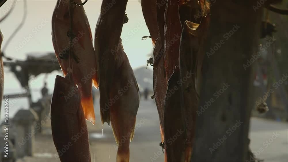 close up still shot of fresh bonga shad fish, hang by strings tied on ...