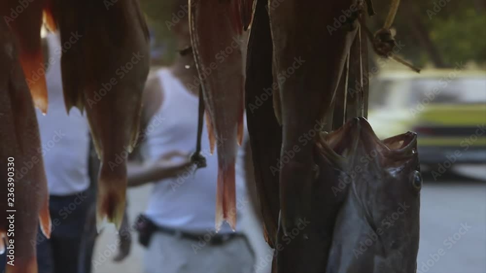 Extreme close-up tilting shot on a fine day of fresh bonga shad fish ...