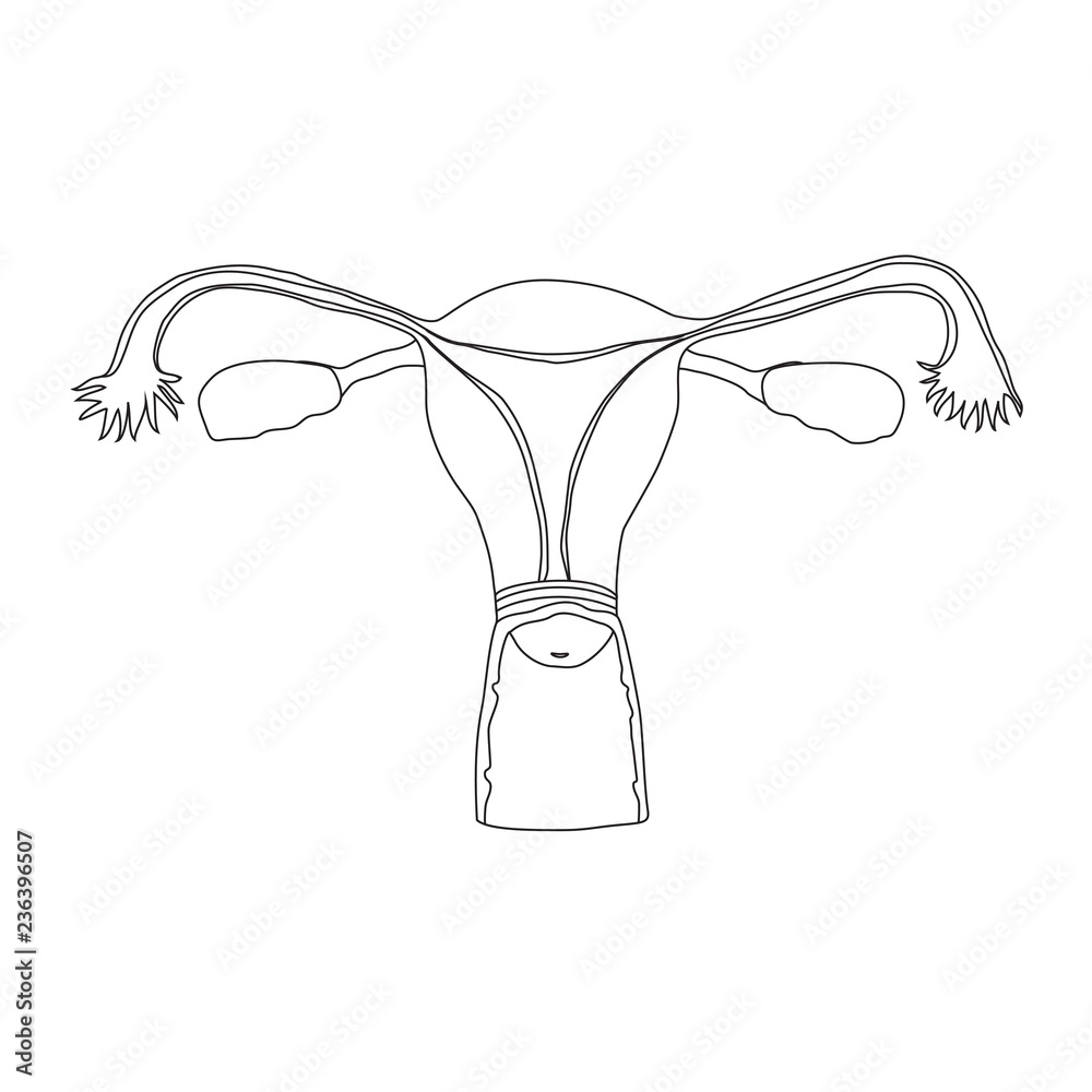 Human Realistic Uterus Anatomy Flat Illustration Thin Line Image White Background Stock