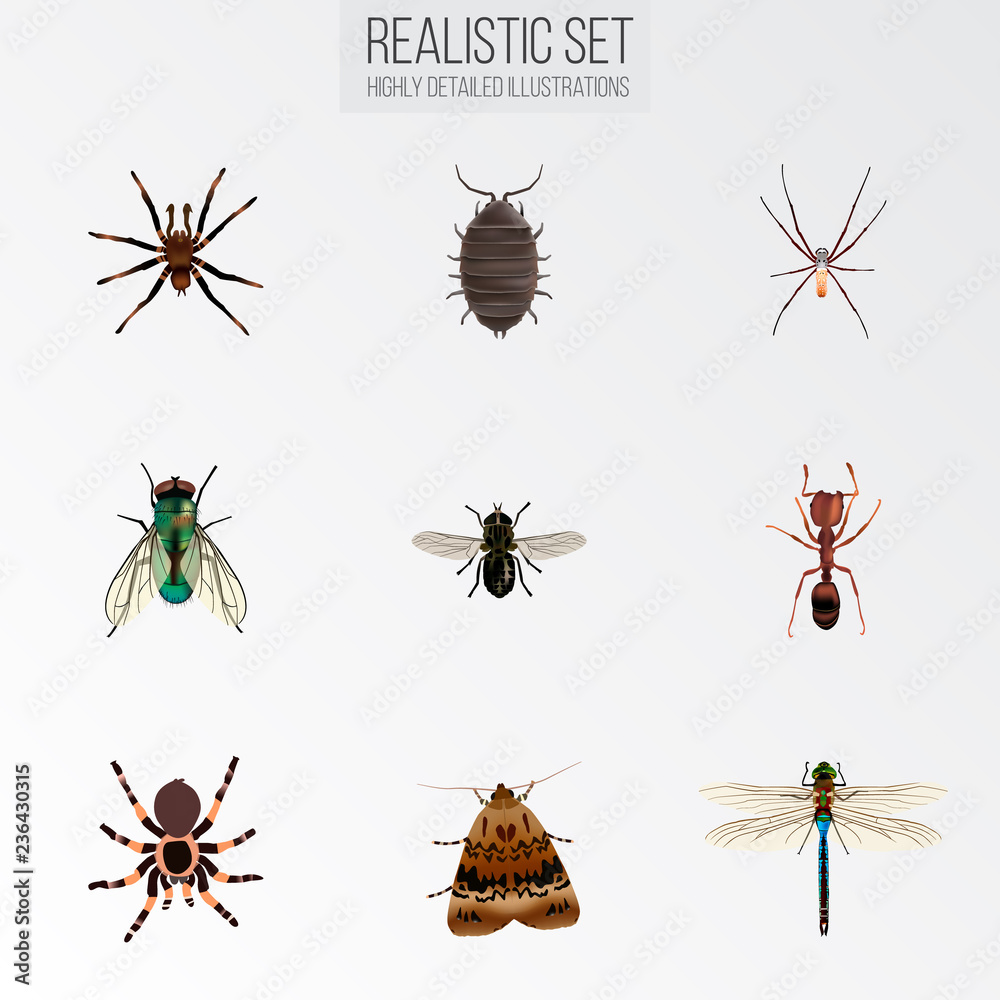 Set of bug realistic symbols with ant, wasp, fly and other icons for ...