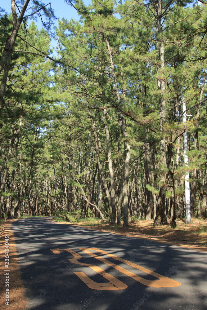虹の松原 制限速度30km表記 佐賀県 日本 Stock Photo | Adobe Stock