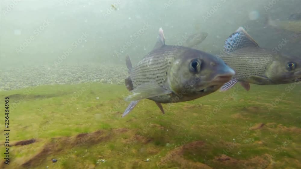 Fresh water fish Grayling, thymallus thymallus swimming and eating ...