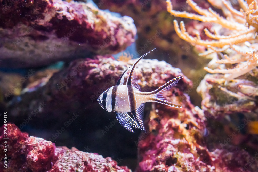 Banggai cardinal fish, a popular aquarium pet that is endangered and ...