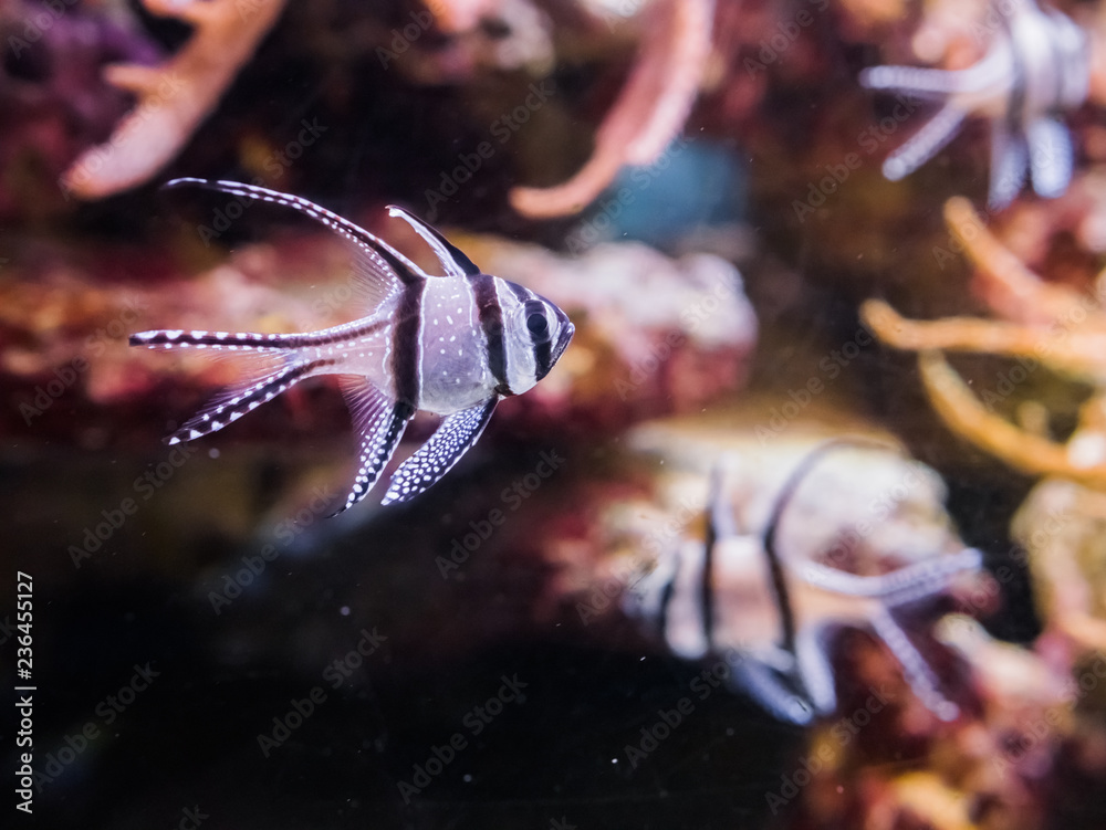 Banggai Cardinal fish, a endangered species that only lives in the ...