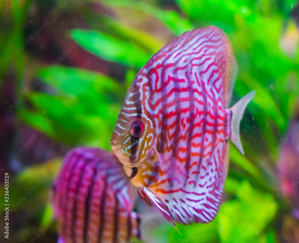 Discus fish in closeup with colorful red, black and white colors, a ...