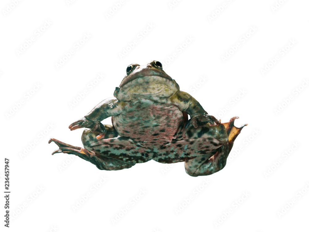 Frog in different angles on a white background. Stock Photo | Adobe Stock