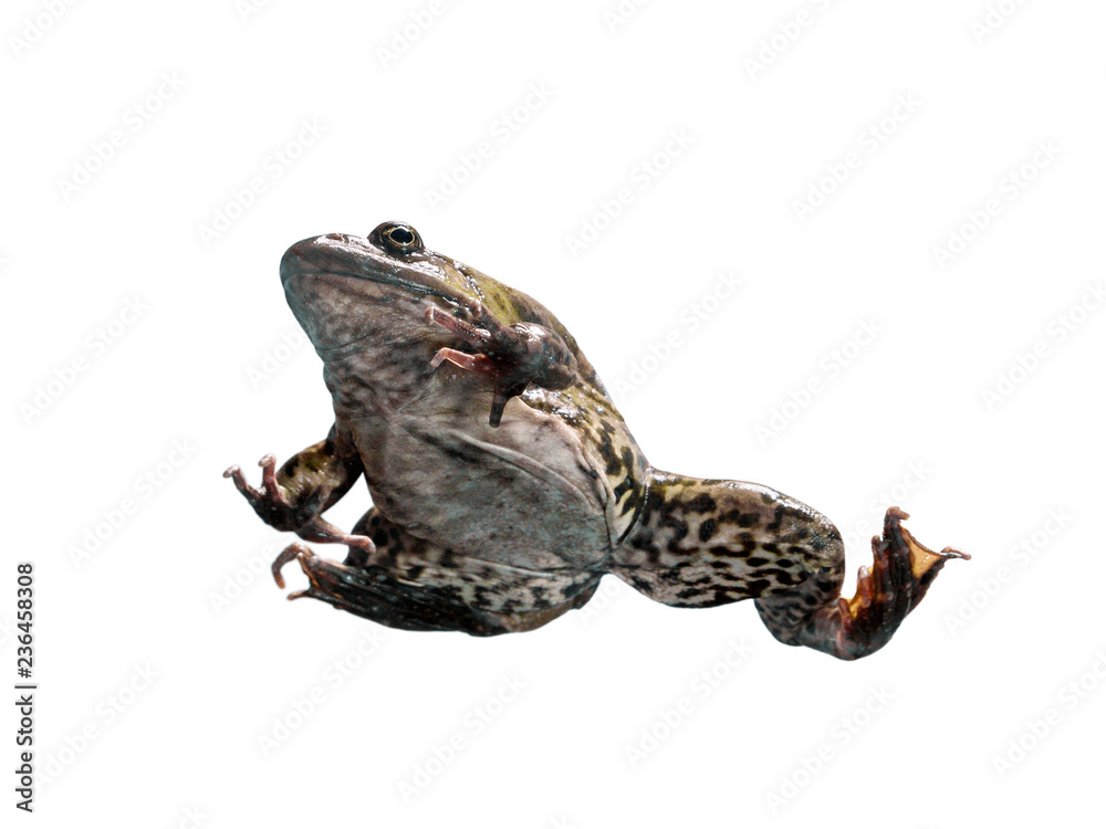 Frog in different angles on a white background. Stock Photo | Adobe Stock