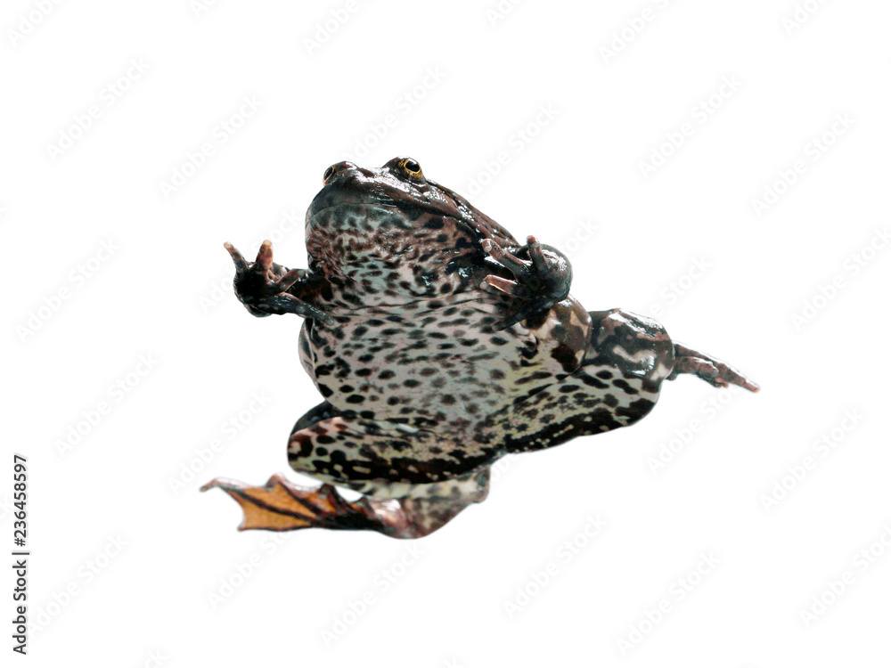 Frog in different angles on a white background. Stock Photo | Adobe Stock
