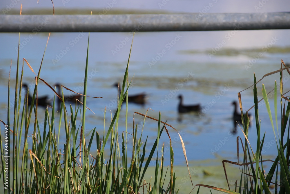 Perspective photography birds hens ducks on blue lake water horizon ...